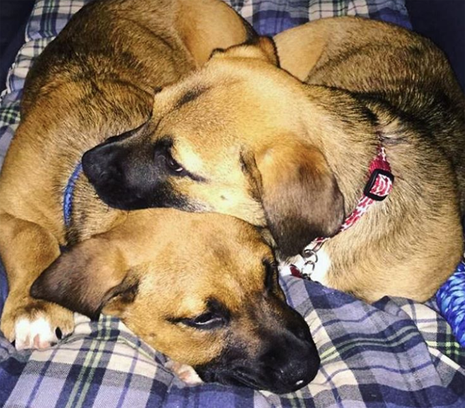 Cuddle Your Pup: National Cuddle Up Day [PICTURES] - DogTime