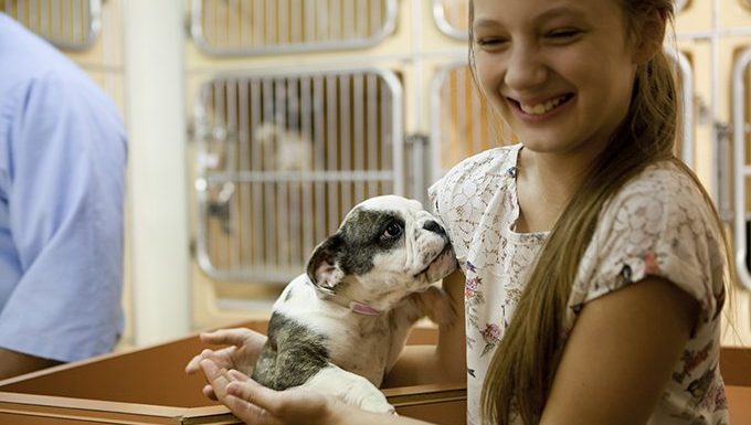 How To Find A Rescue That Will Match You With The Perfect Dog - DogTime