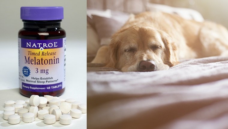 Melatonin For Dogs: Uses, Dosage, & Side Effects - DogTime