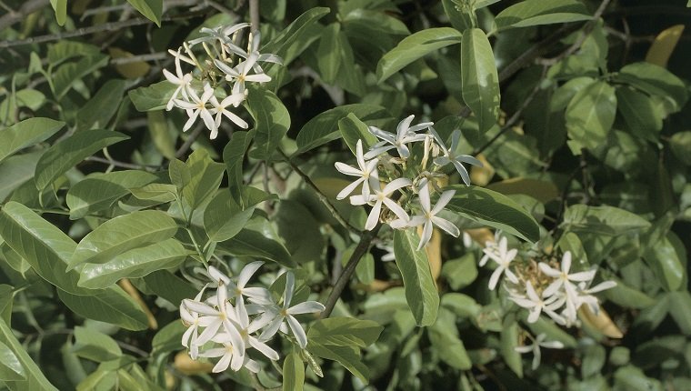 Neem Oil For Dogs: What Is It And What Does It Do? - DogTime