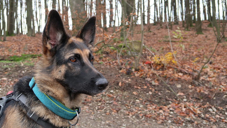 What Your Dog's Ear Position Means