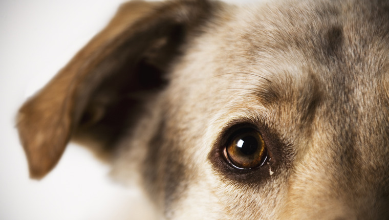 This is What Your Dog's Ear Position Means - DogTime