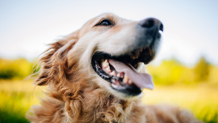 What Your Dog's Ear Position Means