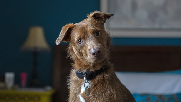 What Your Dog's Ear Position Means