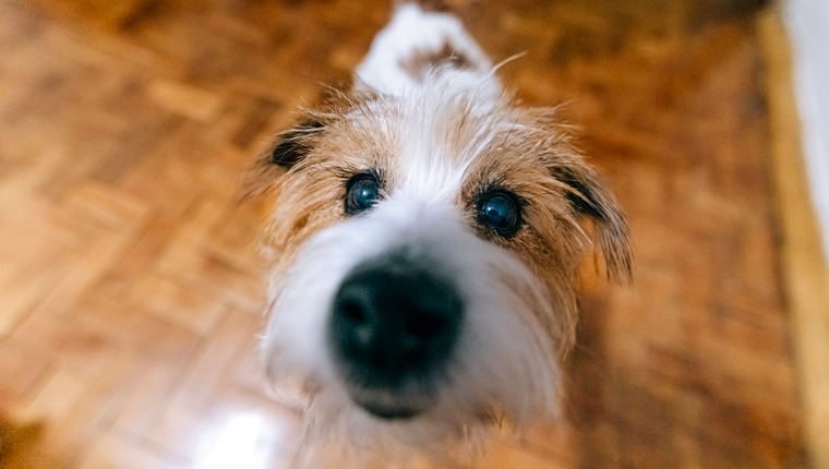 What Your Dog's Ear Position Means