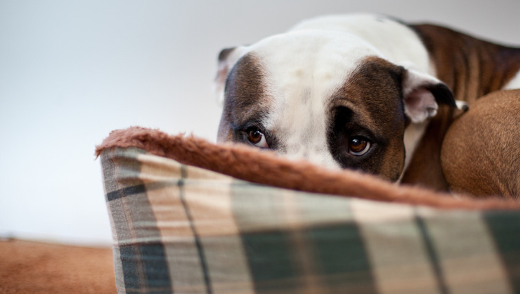 What Your Dog's Ear Position Means