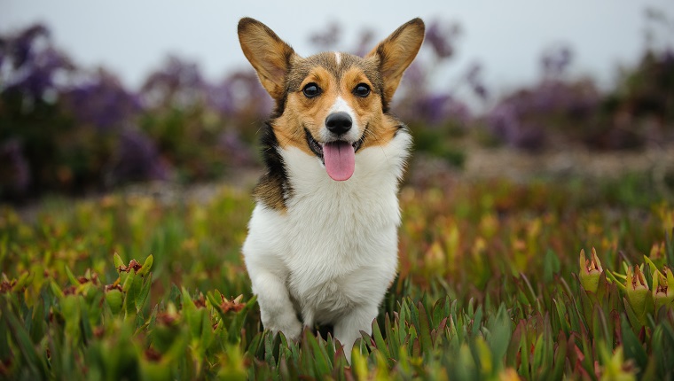 30 Best Dog Names For Cute & Classy Corgis [PICTURES] - DogTime
