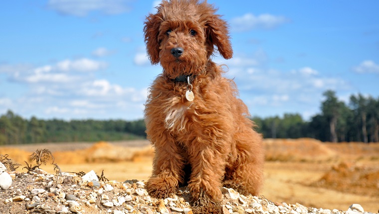 Labradoodle Dog Breed Information & Characteristics