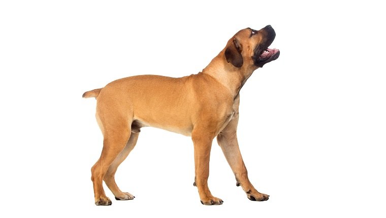 Boerboel Dog Breed Information & Pictures – Dogtime