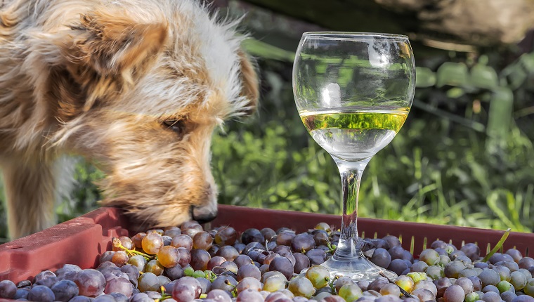 Can Dogs Eat Grapes? Are Grapes Safe For Dogs? - DogTime