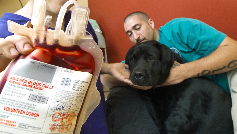 Dog Attacked by Killer Bees Saved With Blood Transfusion