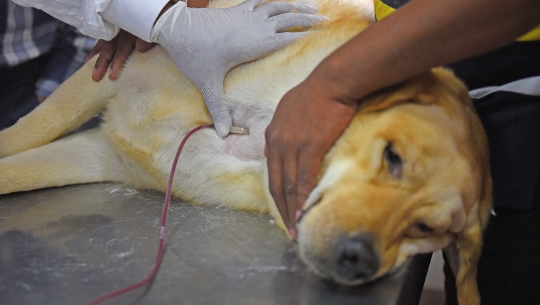 How To Help Your Dog Become A Blood Donor And Save Lives - DogTime