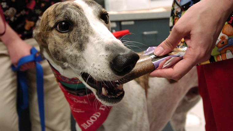 How To Help Your Dog Become A Blood Donor And Save Lives - DogTime