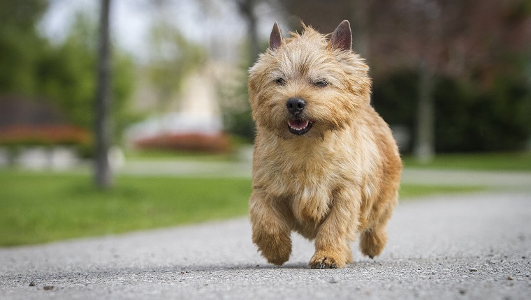 20 Small Dog Breeds With High Energy Levels [PICTURES] - DogTime