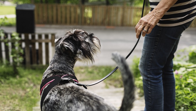 Dog Training: Walking On-Leash - DogTime