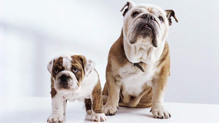 Dog Years: How To Convert Your Dog's Age To Human Years - DogTime