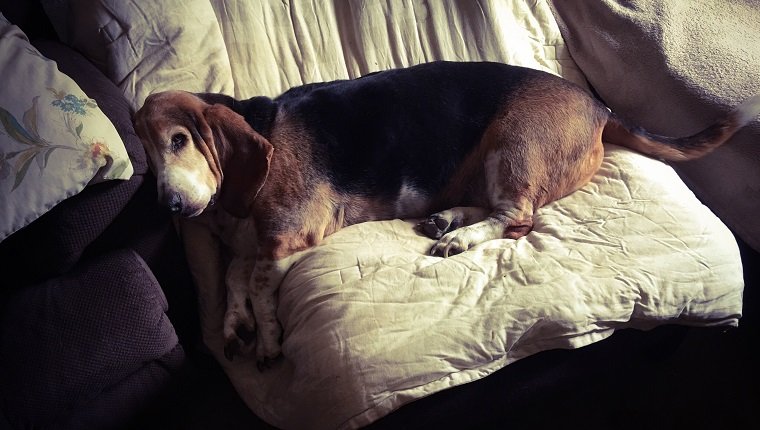 Why Do People Fat Shame Dog Owners For Their Overweight Dogs? - DogTime
