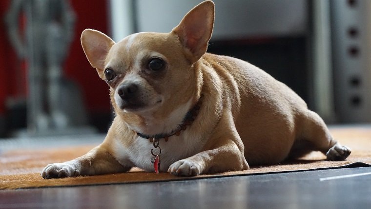 Why Do People Fat Shame Dog Owners For Their Overweight Dogs? - DogTime