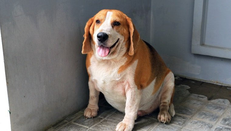 Why Do People Fat Shame Dog Owners For Their Overweight Dogs? - DogTime