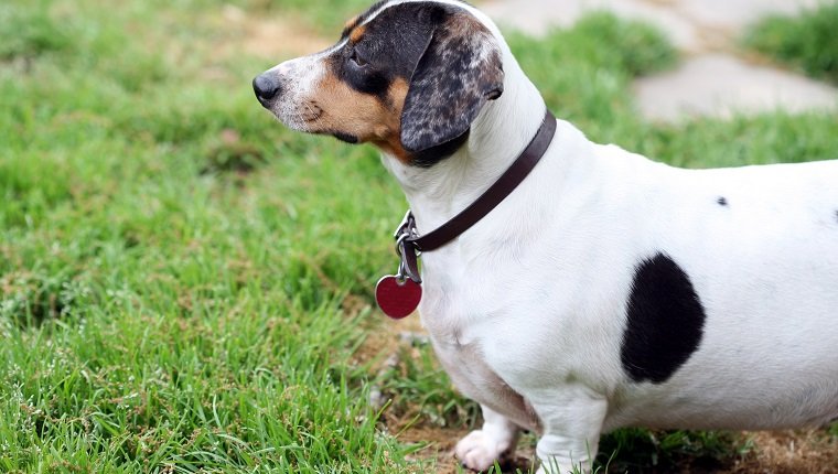 Why Do People Fat Shame Dog Owners For Their Overweight Dogs? - DogTime