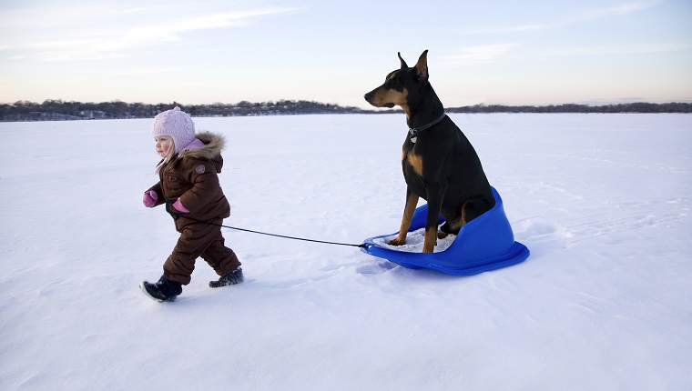 5 Fun Things To Do With Your Dog In The Snow [VIDEOS] - DogTime