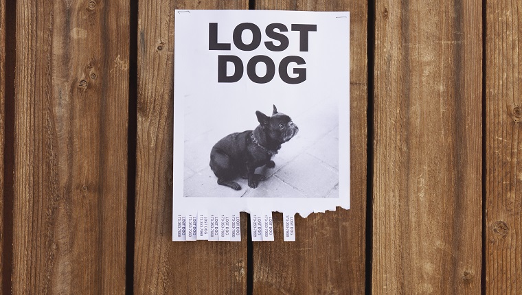 Dog Found Was Reported Missing Seven Years Ago - DogTime