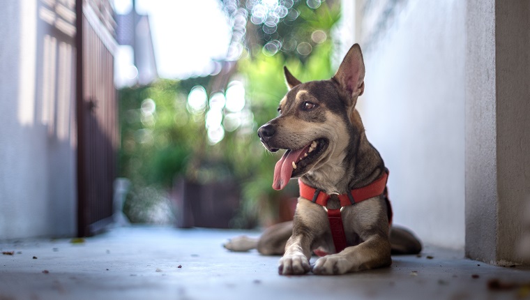 30 Marvelous Names For Magnificent Mutts [PICTURES] - DogTime