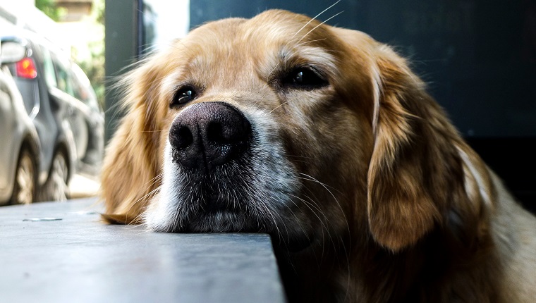 Can Your Dog Tell How Long You've Been Gone? - DogTime