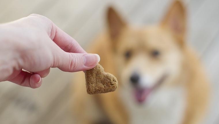 Dog Biscuit Appreciation Day: 6 Homemade Biscuit Recipes To Celebrate ...