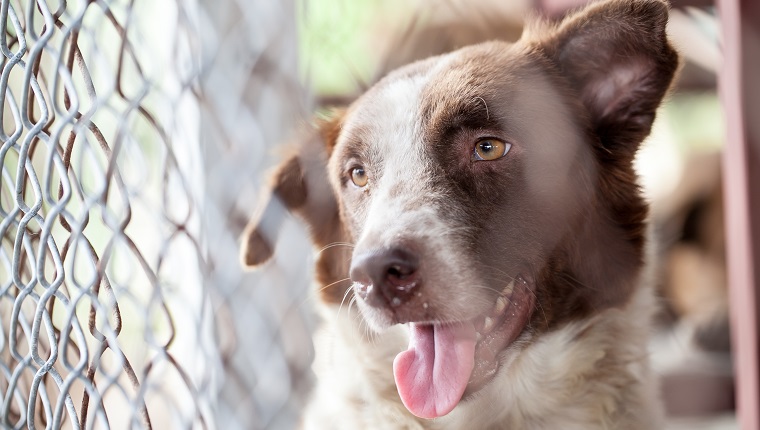 Dogs For Adoption: How To Find The Right Animal Shelter - DogTime