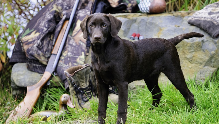 9 True Stories That Prove You Should Never Leave A Gun Where A Dog Can ...