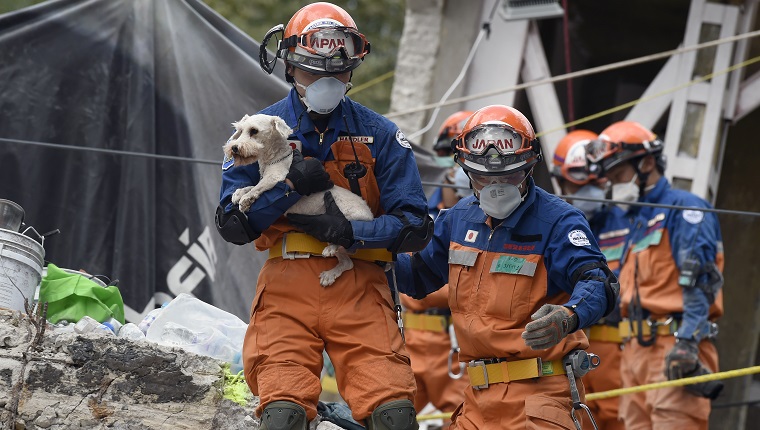 8 Dogs Who Survived Horrific Natural Disasters And Gave Us Hope - DogTime