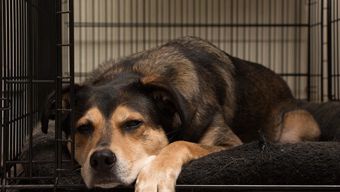 Housetraining Adult Dogs: Training Tips And Techniques - DogTime