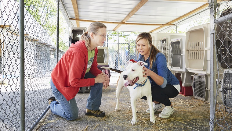 How To Volunteer At An Animal Shelter - DogTime