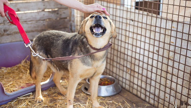 How To Volunteer At An Animal Shelter - DogTime