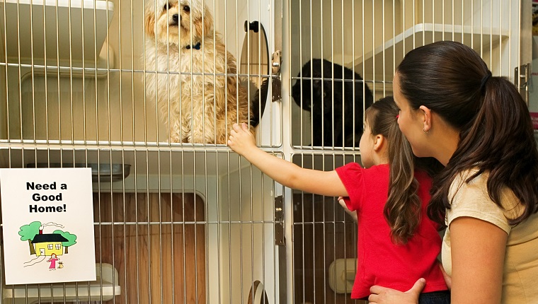 How To Volunteer At An Animal Shelter - DogTime