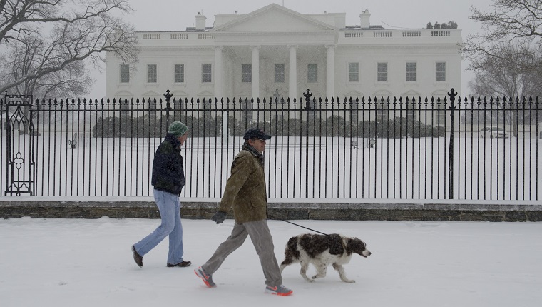 Dogs In The White House: What Makes A Dog Presidential? - DogTime
