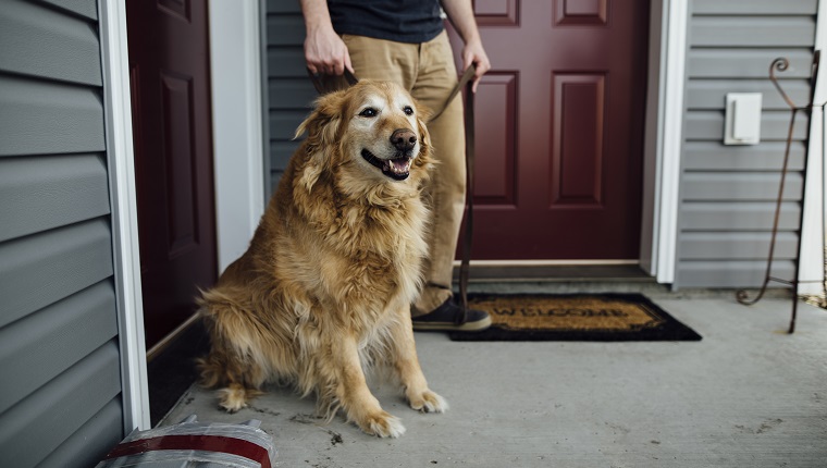 'Help! My Dog Is Chasing Everything!' Here's What You Can Do - DogTime