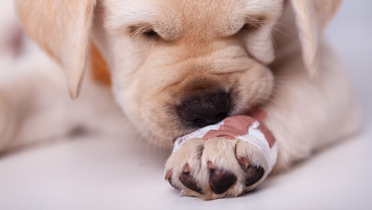 Pet First Aid: How To Control Your Dog's Bleeding In Emergencies - DogTime