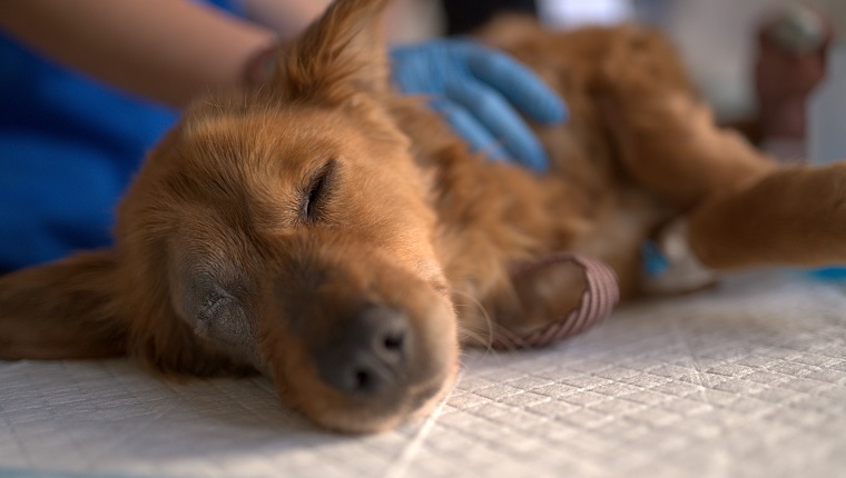 Pet First Aid: How To Control Your Dog's Bleeding In Emergencies - DogTime