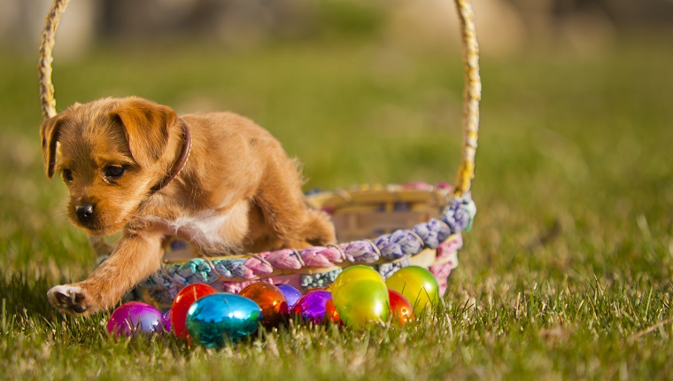 Easter Safety Tips For Dog Parents With Veterinarian Dr. Danielle ...