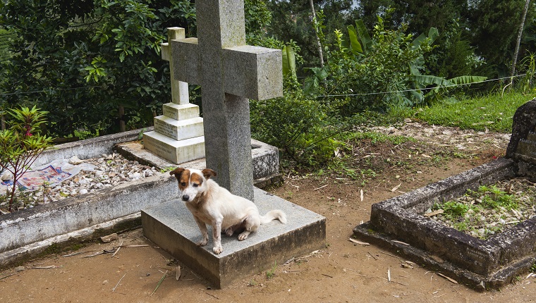 Why Do Some Dogs Stay By Their Humans' Graves? - DogTime