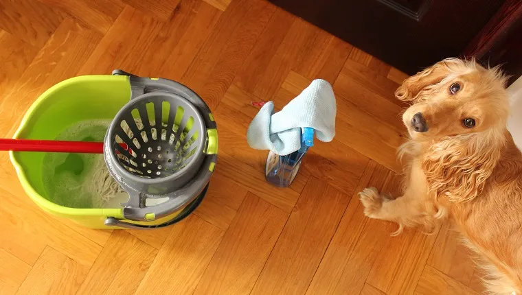 National Poison Prevention Week: Help Protect Dogs From Poisoning - DogTime