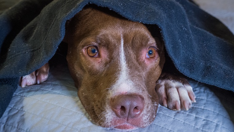 Noise Anxiety In Dogs: Symptoms, Causes, & 5 Ways To Treat It - DogTime