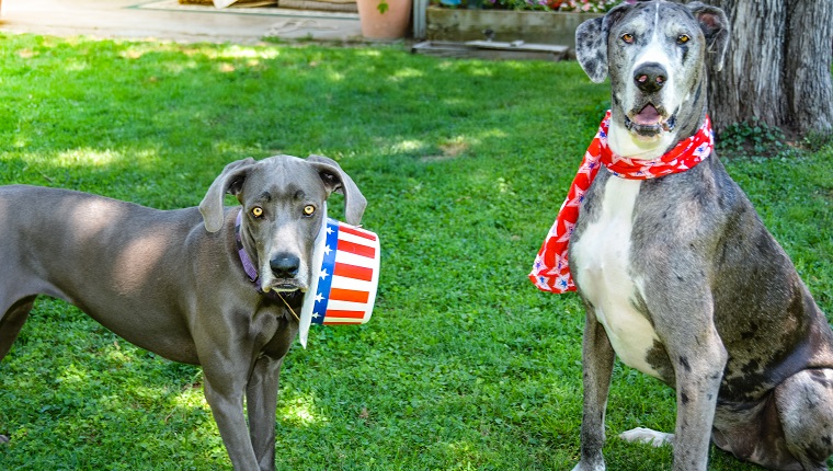 Official U.S. State Dogs & How To Get One If Your State Doesn't Have ...