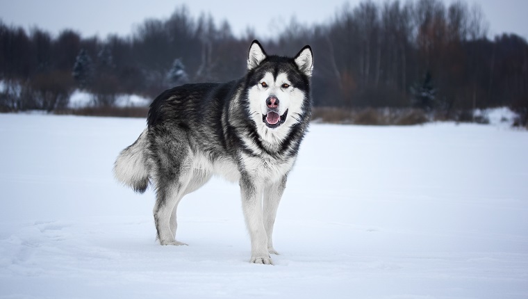 Official U.S. State Dogs & How To Get One If Your State Doesn't Have ...