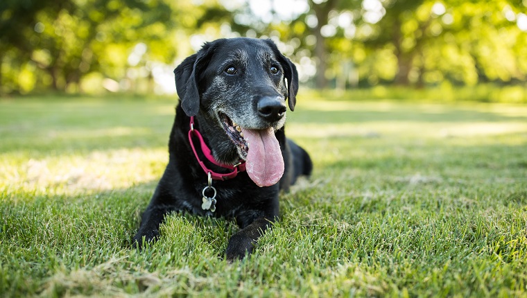 Gold Souls, Gray Faces: 6 Outdoor Exercises For Senior Dogs - DogTime