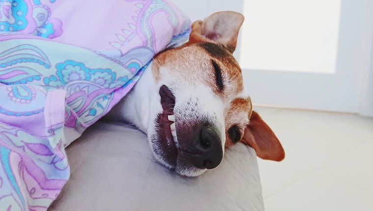 10 Times Dogs Woke Up In The Most Hilarious Ways [VIDEOS] - DogTime