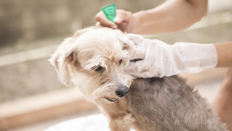 Tick Season: What You Need To Know To Keep Your Dog Safe - DogTime