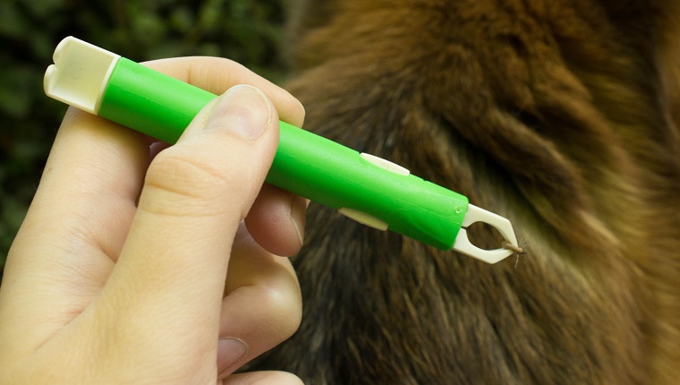 Tick Season: What You Need To Know To Keep Your Dog Safe - DogTime